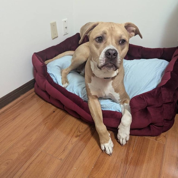 Handmade Pet Anxiety Bed With Name Embroidery Beds for Big Dogs and ...