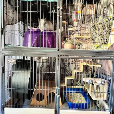 Crazy Critter 11 Pc Kiln Dried Pine Chinchilla//rat//degu//squirrel ...