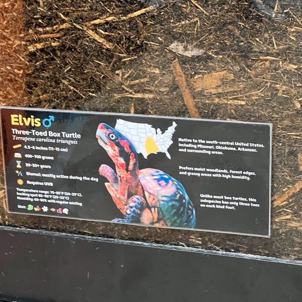 Custom Corn Snake Decal, Personalized Snake Name Tag, Vinyl Sticker ...