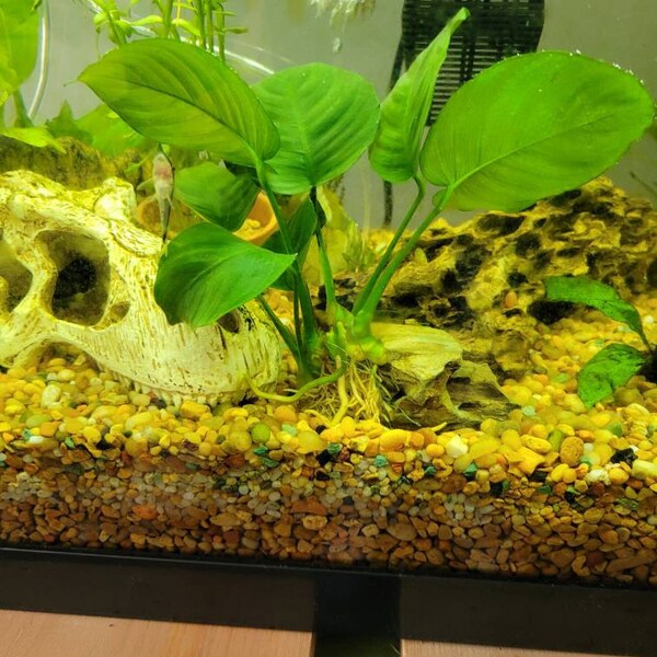 Casey Jones | American Folk Heroes Series | Limited Edition Plate No ...