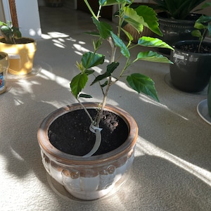 CORNUTIA GRANDIFLORA Tropical Jamaican Lilac Live Plant Bush Showy ...