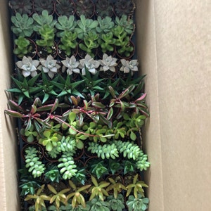 150-Pack 1.75 Mini Assorted Succulents Perfect for | Etsy