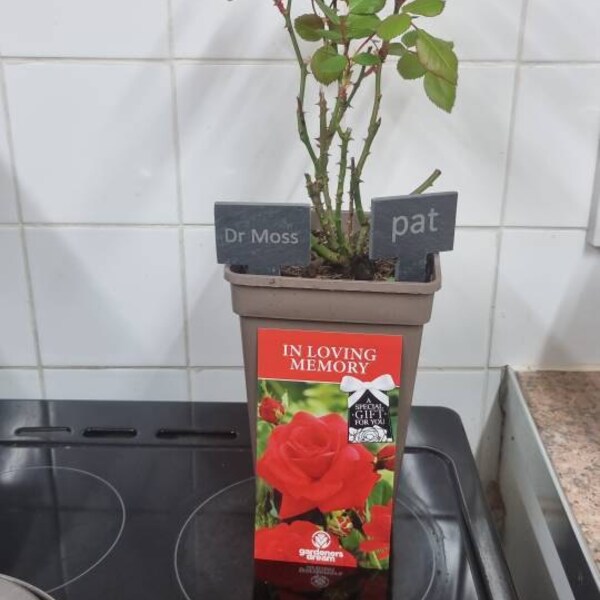 In Loving Memory Rose - Say Goodbye to Someone Special With a Unique ...