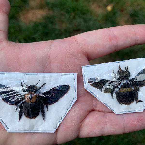 RARE Yellow Phyllium Pulchrifolium (FEMALE) Real Walking Leaf Stick Bug ...