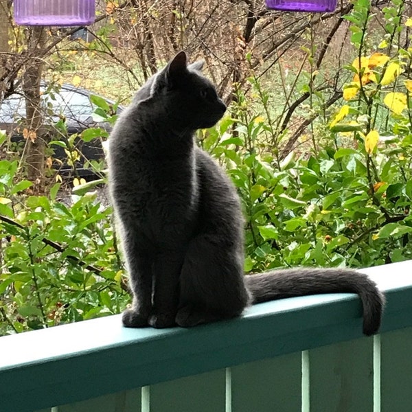 Modified Hoxsey With or Without Boneset - Etsy