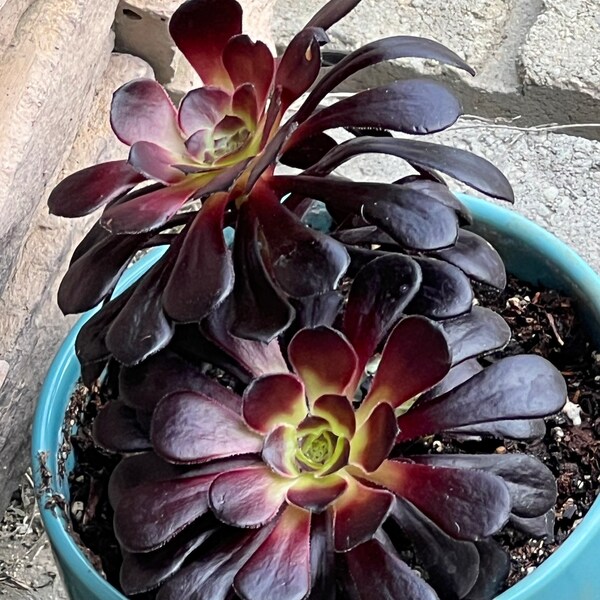 Red Maranta, Prayer Plant, 4inch Pot, Hopewind Plants Shop - Etsy