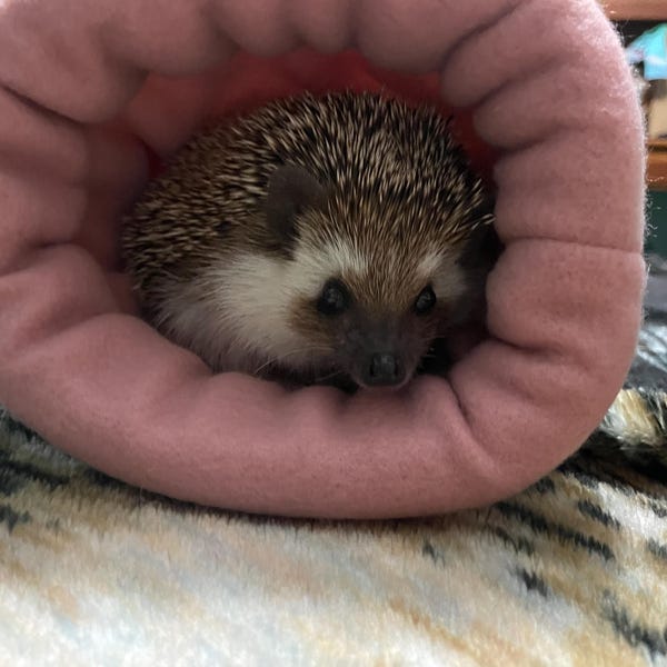 Snuggle Sack, Cuddle Sack, Cozy Sack, Guinea Pig Snuggle Sack, Hedgehog ...