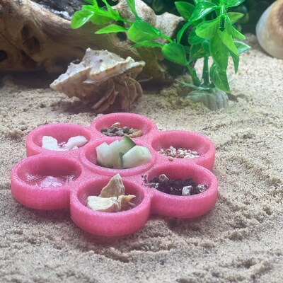 Hermit Crab Foraging Dish Hanging Shell Dish Hermit Crab Enrichment - Etsy