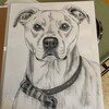 Bijon Art, Bijon Drawing, ORIGINAL Drawing, Bijon Sketch, Dog Art, Dog ...