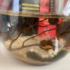Large Shrimp Ecosphere - Closed Aquatic Ecosystem (glass, Natural ...