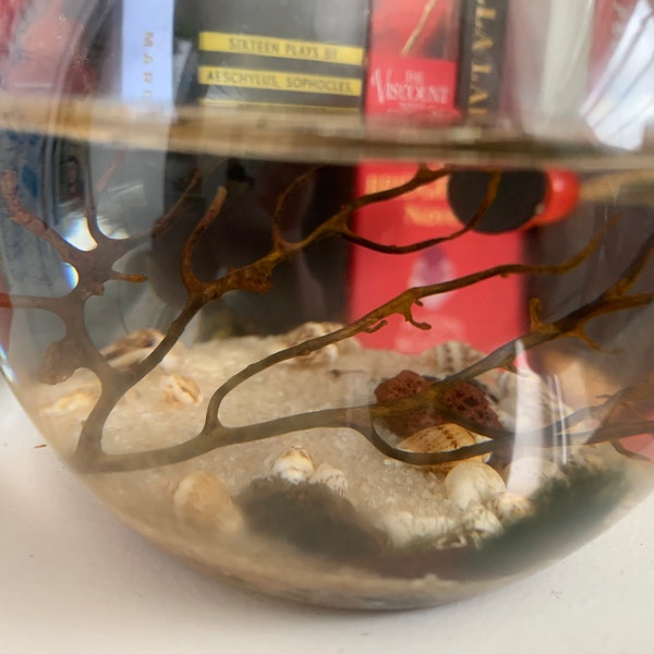 Large Shrimp Ecosphere - Closed Aquatic Ecosystem (glass, Natural ...