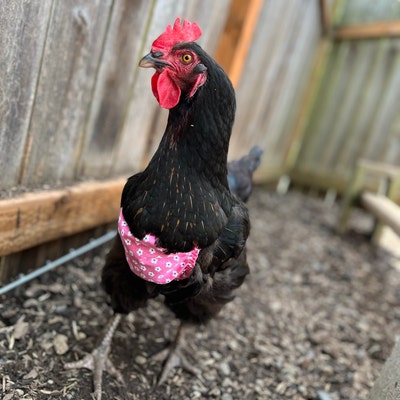 Chicken Bra Crop Support Pendulous Crop Support Crop Bra - Etsy UK