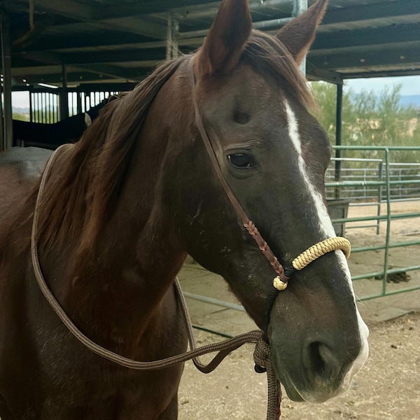 4-knot Rope Halter Only - Assorted Colors - Newborn/foal/mini/yearling ...