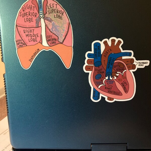 Labeled Lungs Diagram | Sticker | Hand-drawn | Anatomy Sticker ...
