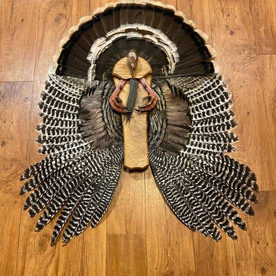 Turkey Tail/wing Mount. - Etsy