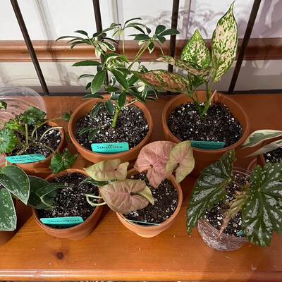 Mystery Plant Box - Etsy