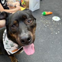 Pomsky or Select Different Breed Outline 1 1/4 Custom Pet Id Tag ...