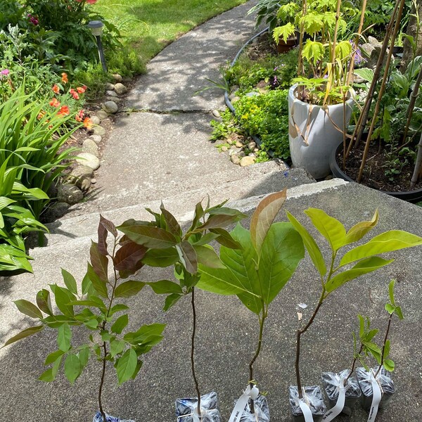 Star Magnolia 4"pot Magnolia Stellata - Etsy