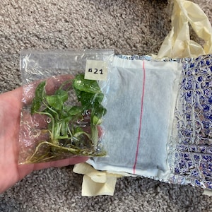 Peperomia Polybotrya Peperomia Raindrop Live Plant Rare - Etsy