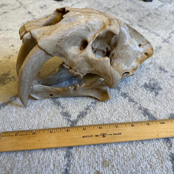 Realistic Sabertooth Cat Skull Replica (smilodon Fatalis) – Prehistoric ...