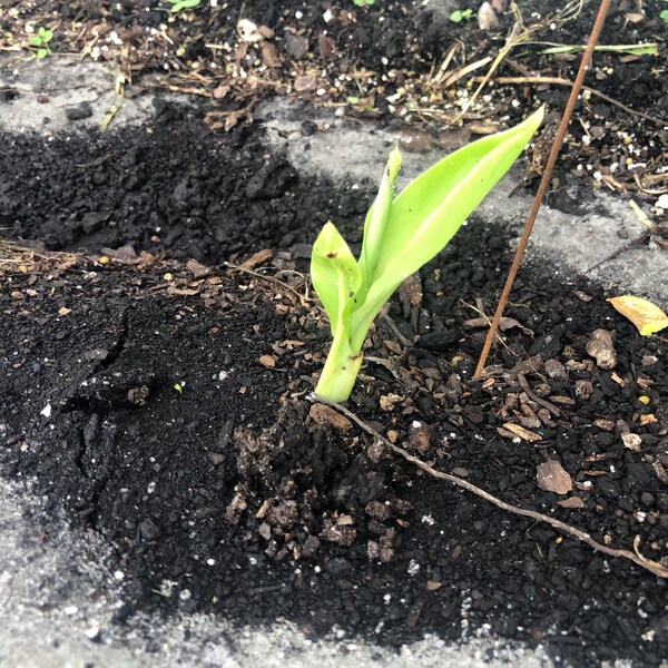 3 Musa poquito Banana Tree/ Banana Tree in 4 Inch Cups one Plant per ...