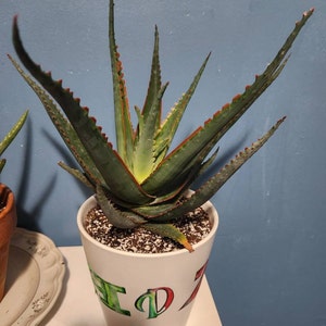 Blue Glow Agave 3 Gallon Live Succulent Plant Cactus Indoor Plant ...