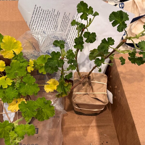 Scented Geranium Ardwyck Cinnamon - Etsy