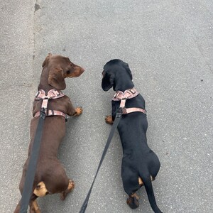 The Crafty Dog Co Can't Stop the Tealin' Rope Lead Teal - Etsy