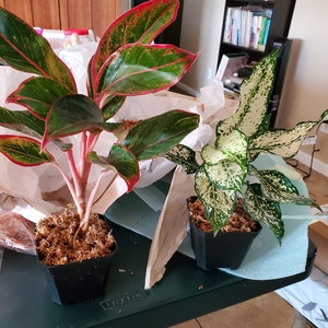 Aglaonema Bundle - Etsy