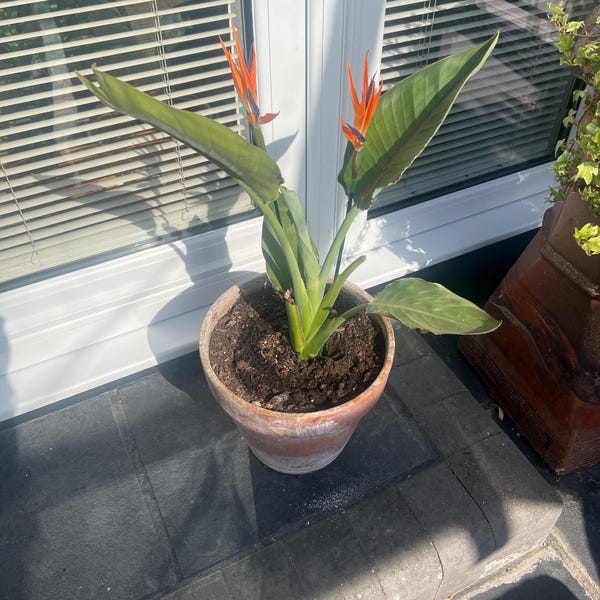 Artificial Leathery Hosta Leaf Spray, Faux Brown Hosta, Faux Leaf ...