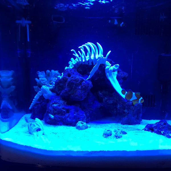 Model Whale Skeleton Aquarium Decoration - Etsy