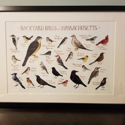 Massachusetts Backyard Birds Field Guide Art Print / Watercolor ...