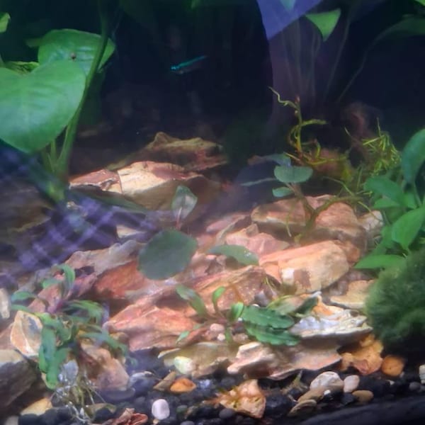 BUY 2 GET 1 FREE Bucephalandra Buce Godzilla Kedagang Red Easy Live ...