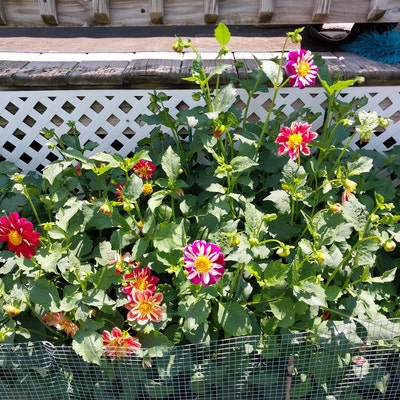 Calendula Touch of Red Buff Seeds - Etsy