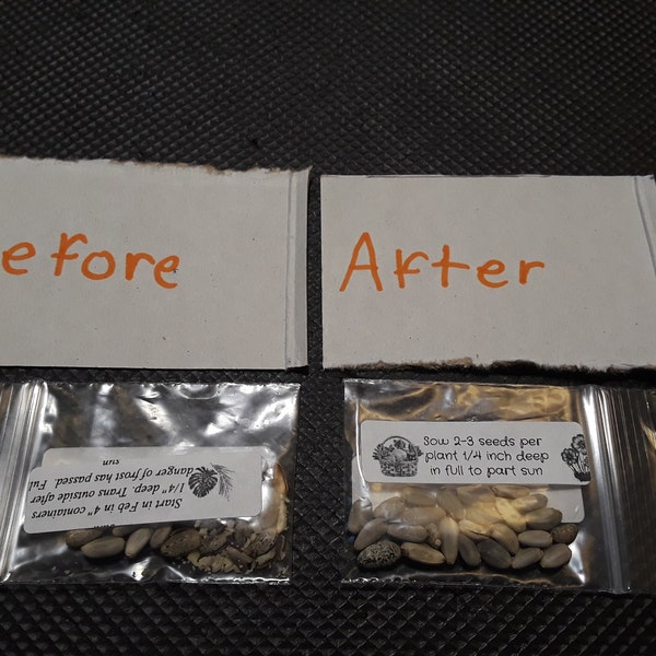 USA SELLER Purple Romagna Artichoke 25 Seeds HEIRLOOM Cynara ...