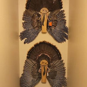 Turkey Tail/wing Mount. - Etsy