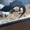 Customizable Name Leopard Gecko Lizard Vinyl Decal READ DESCRIPTION - Etsy