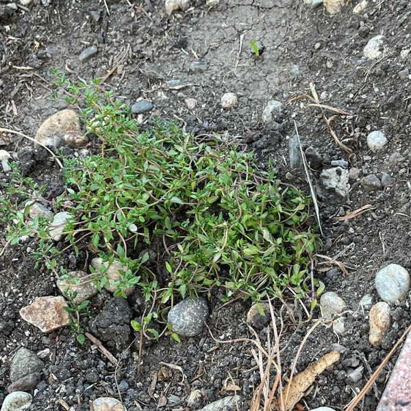 Two Live Plants French Thyme Plant 4 Inch to 7 Inch Tall in 3.5 Inches ...