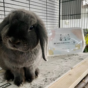 Digital Download Plans for Luxury Bunny Cubby Free Roam Bunnies Cat ...