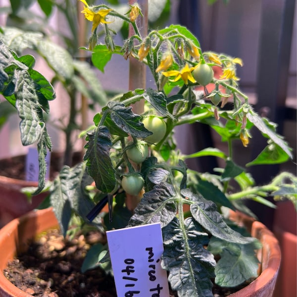 Micro-tom Tomato Seeds | Organic - Etsy