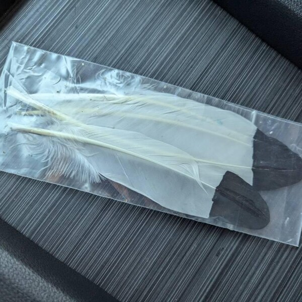 Feathers Strung Schlappen Dyed Blue Dun Grey Gray 4 T0 6 Inches Fly ...