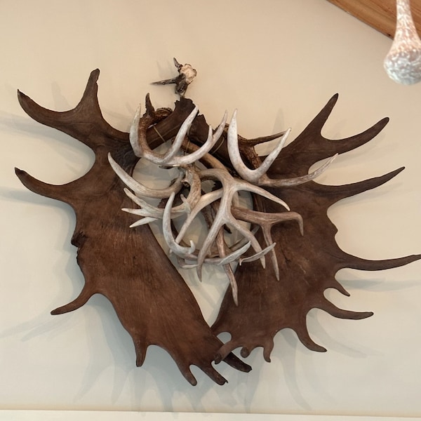 Elk Antler/shed Display Hanger - Etsy