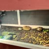 Reptile Climbing Ramp, Bearded Dragon Basking Platform, Rock Wall ...