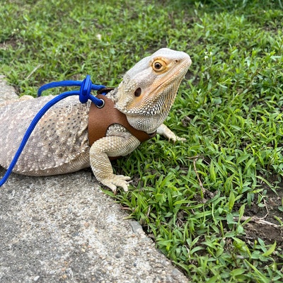 Bearded Dragon Hat, Lizard Costume, Reptile Hat, Crochet Knitted Hat ...