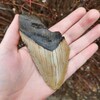 Excellent Fossilized Turtle Toe Bone Pleistocene 10000 24 - Etsy