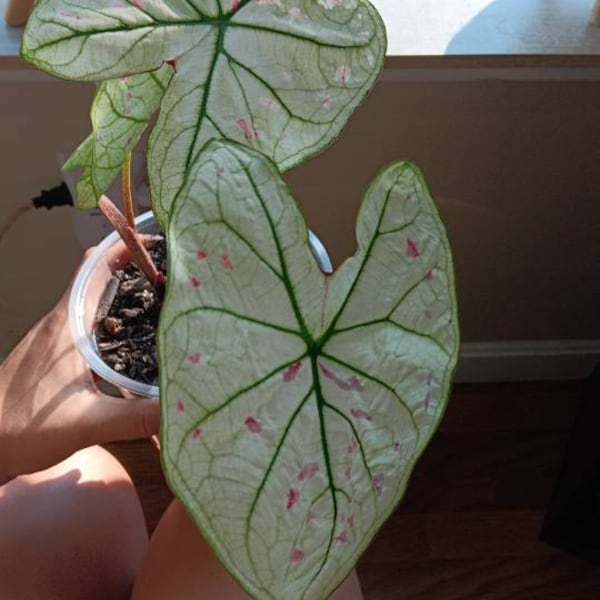 Caladium Bulb 'raspberry Moon' size 22bulbs Size 11 Bulb Larger 2024 ...
