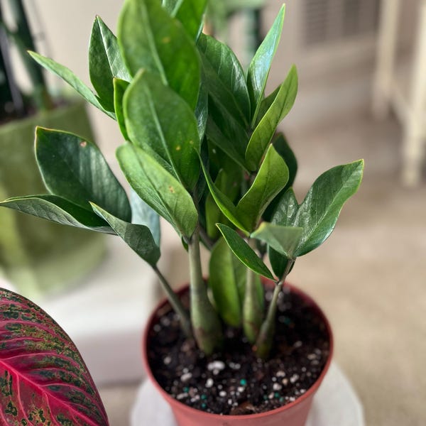 Green Zz Plant - Zamioculcas Zamiifolia Plant in a Pot - Rare Indoor ...