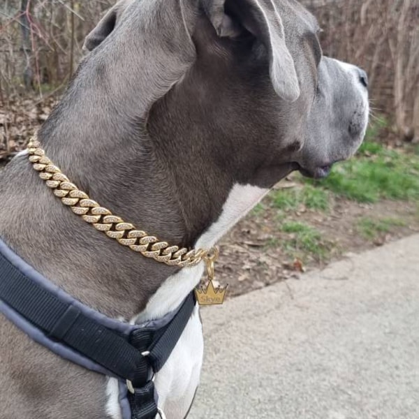 15mm Wide Diamond Cuban Link Gold Dog Chain Collar for French Bulldog ...