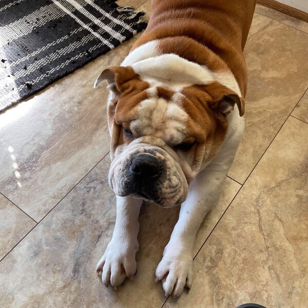 Bull Dog Paper Pieced Block Pattern in PDF - Etsy