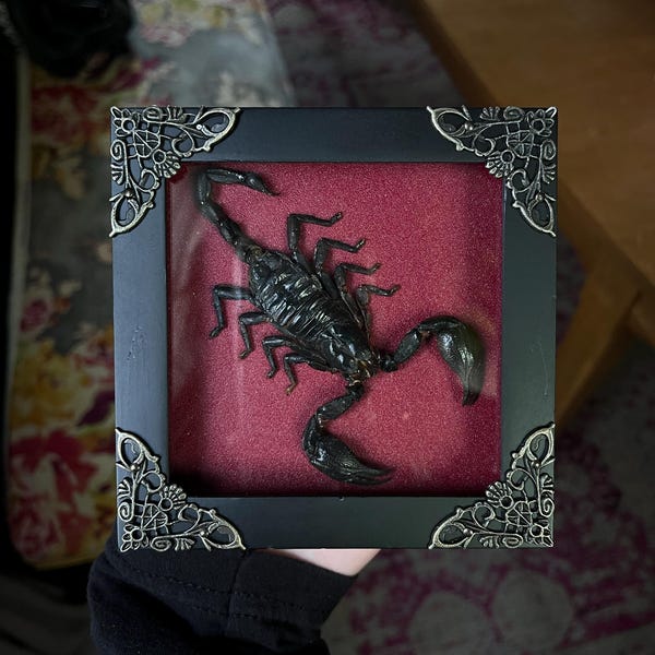 Scorpion Frame Taxedermy Black Wall Decor Gothic Artwork, Preserve ...